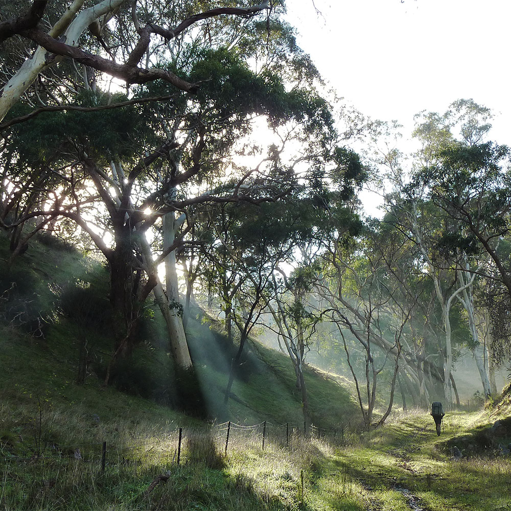 Are Dogs Allowed In Mt Crawford Forest