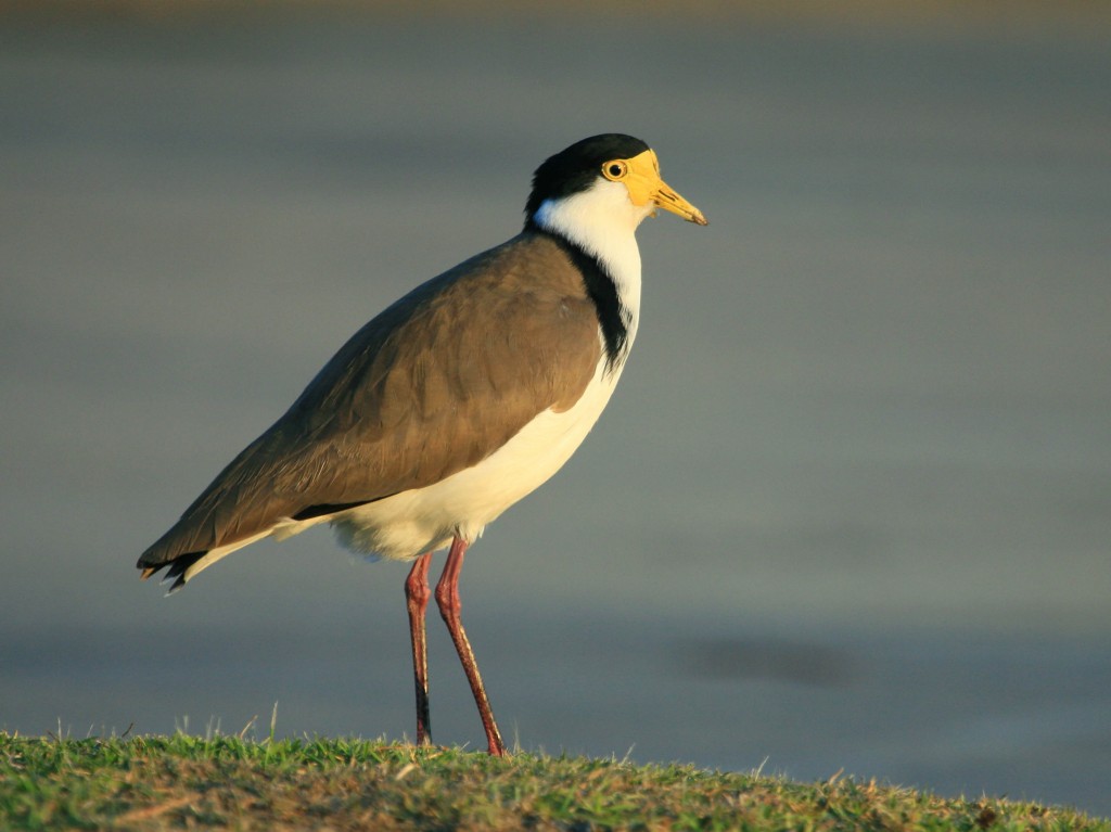 Chicks on the Beach | The Friends of the Heysen Trail